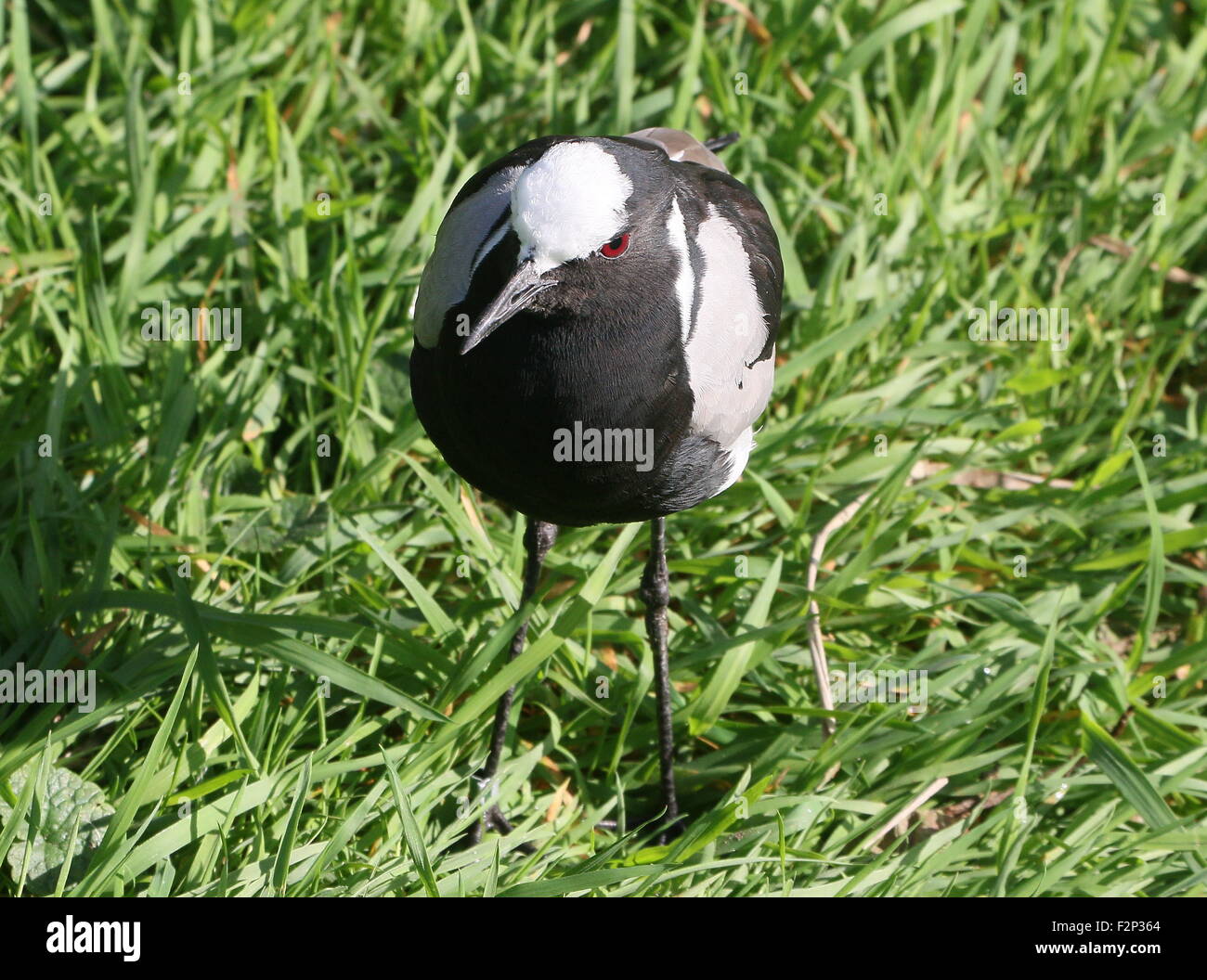 Blacksmith Lapwing High Resolution Stock Photography and Images - Alamy