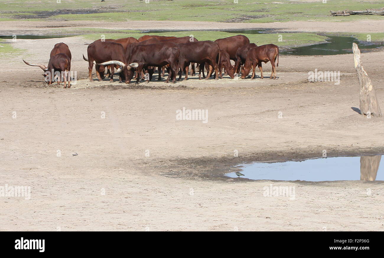 Large herd of grazing African Watusi cattle (Bos taurus africanus), a.k ...