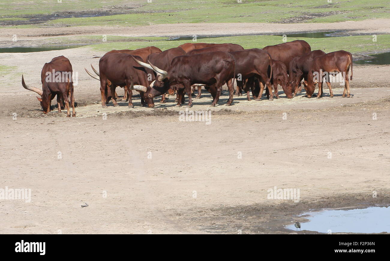 Herd of African Watusi cattle (Bos taurus africanus), a.k.a. Ankole ...