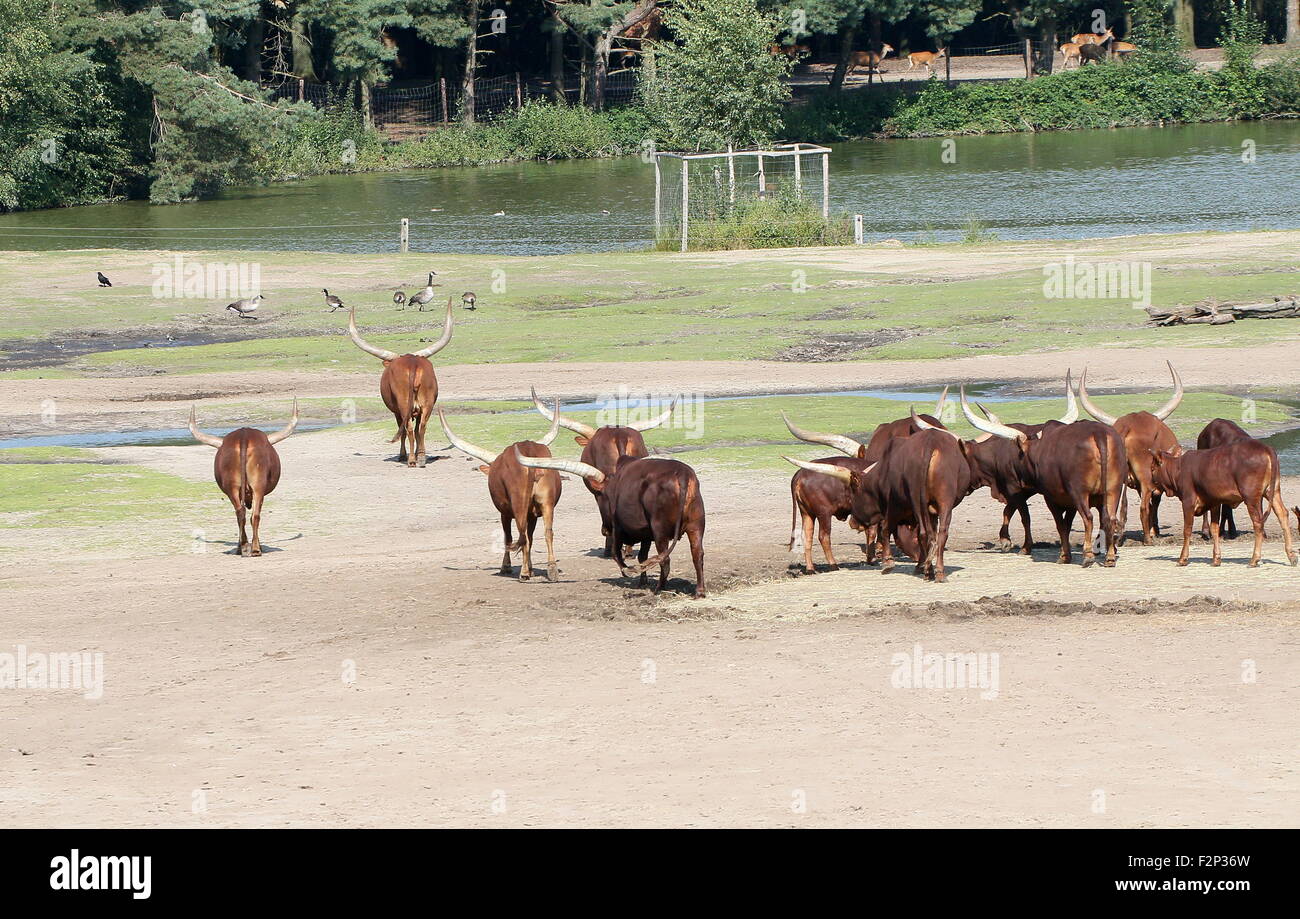 Herd of African Watusi cattle (Bos taurus africanus), a.k.a. Ankole ...