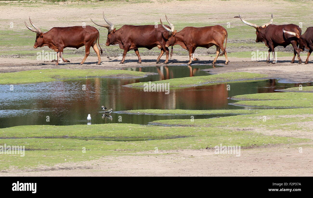 Herd of African Watusi cattle (Bos taurus africanus), a.k.a. Ankole ...