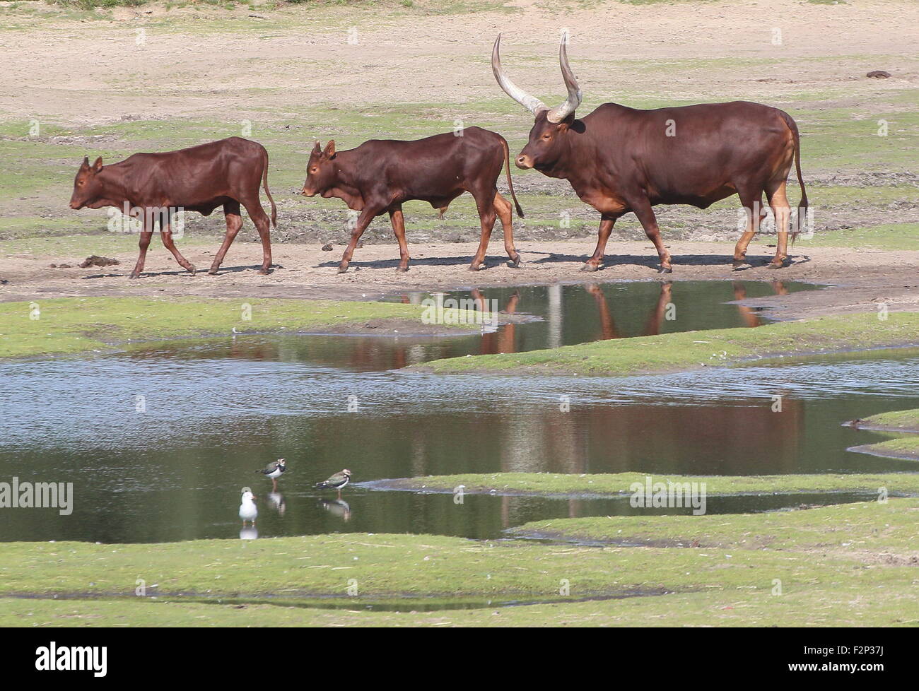 African Watusi cattle (Bos taurus africanus), a.k.a. Ankole-Watusi ...