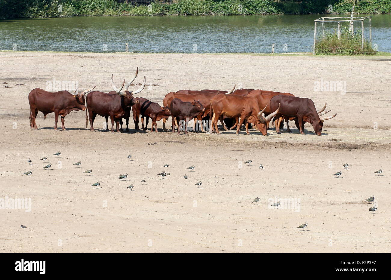Bos taurus africanus hi-res stock photography and images - Alamy