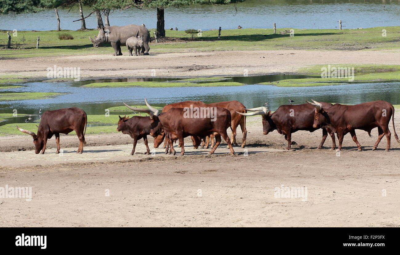 Herd of African Watusi cattle (Bos taurus africanus), a.k.a. Ankole ...
