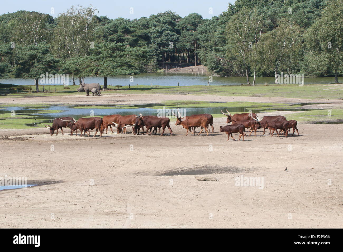 Herd of African Watusi cattle (Bos taurus africanus), a.k.a. Ankole ...