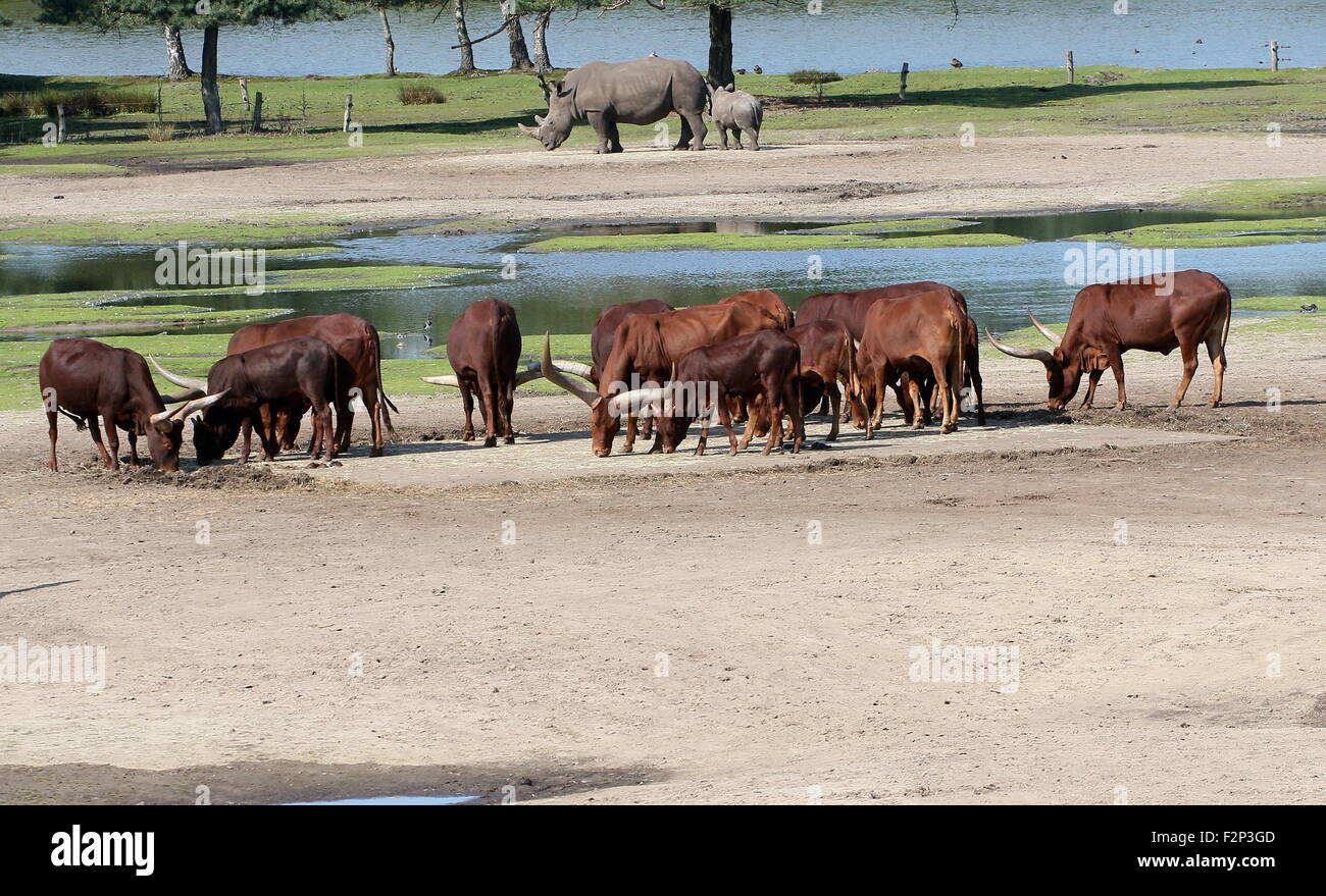 Herd of African Watusi cattle (Bos taurus africanus), a.k.a. Ankole ...