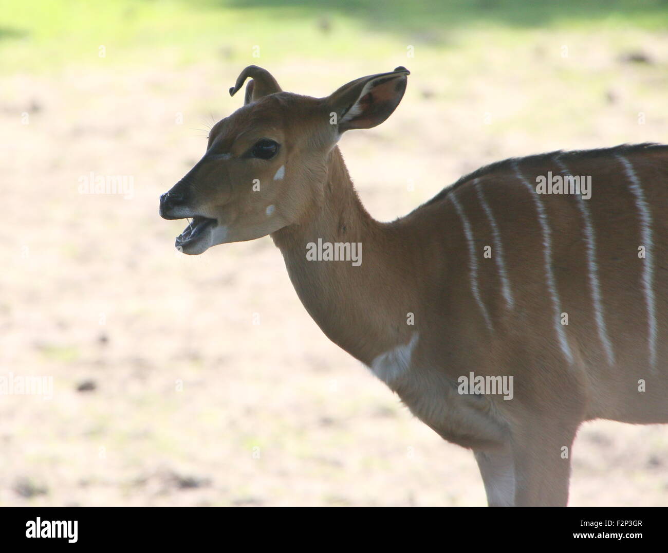 Closeup of a female South African Nyala Antelope (Tragelaphus angasii ...