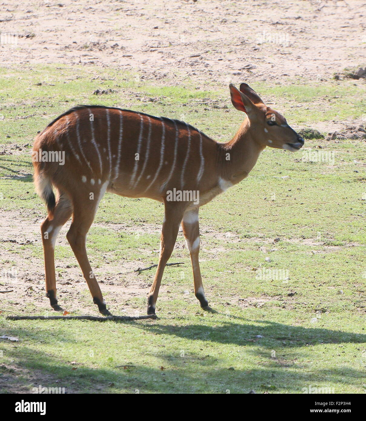 Female South African Nyala Antelope (Tragelaphus angasii, Nyala angasii ...