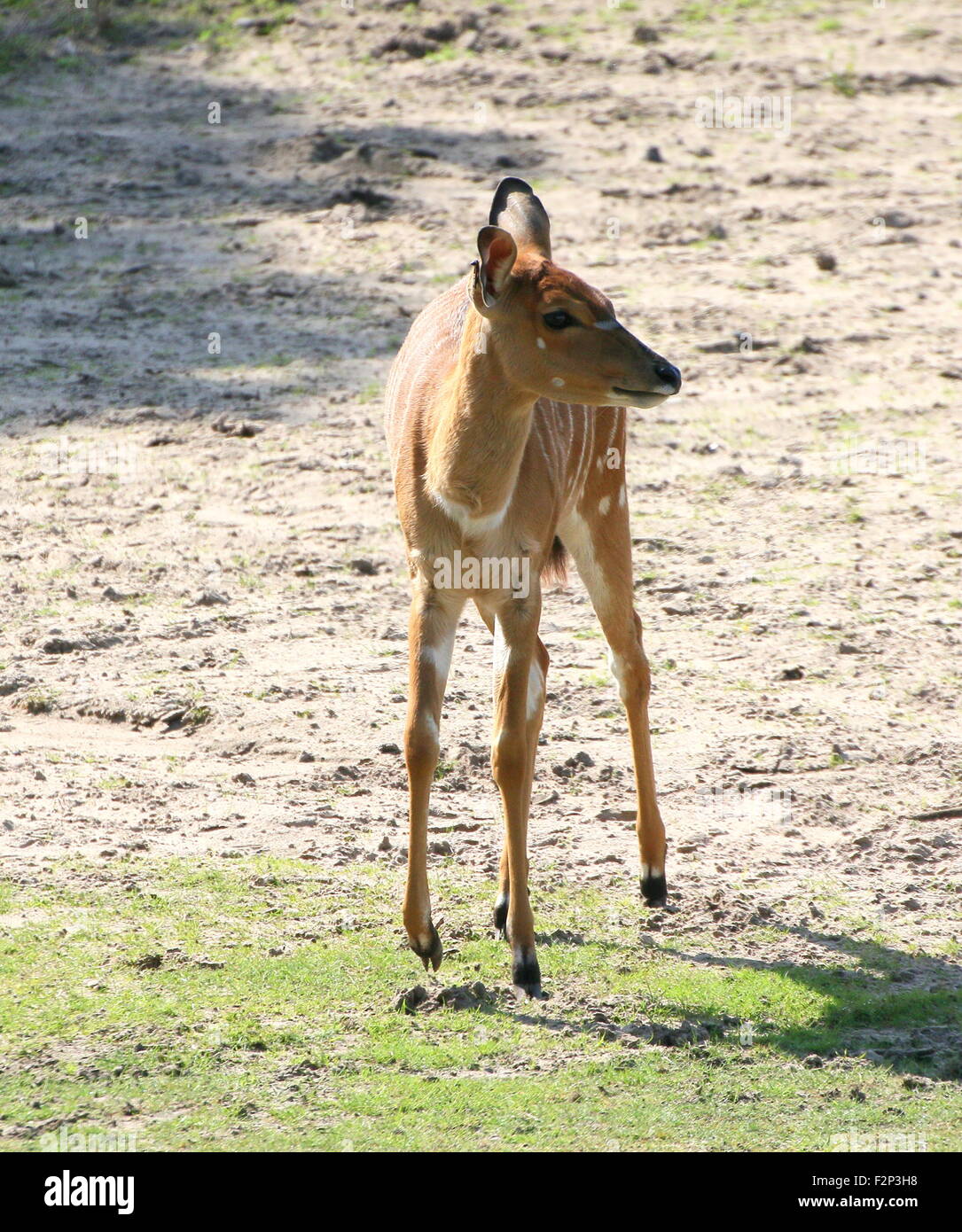 Juvenile South African Nyala Antelope (Tragelaphus angasii, Nyala ...