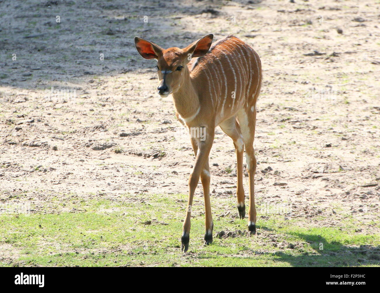 Female Nyala Inyala Tragelaphus Angasii High Resolution Stock ...