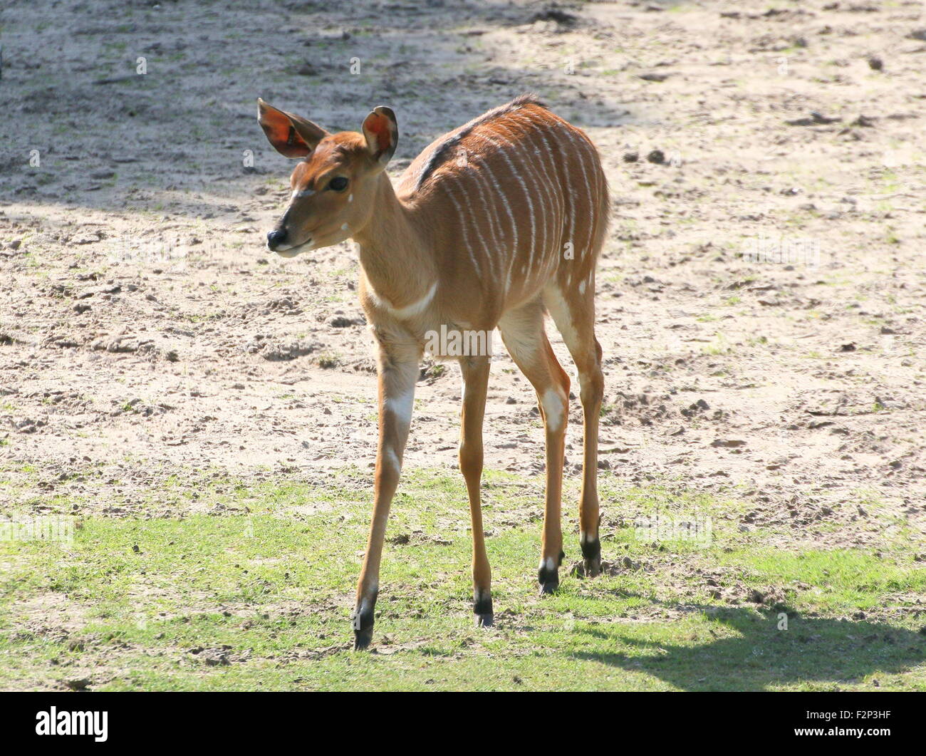 Female Nyala Inyala Tragelaphus Angasii High Resolution Stock ...