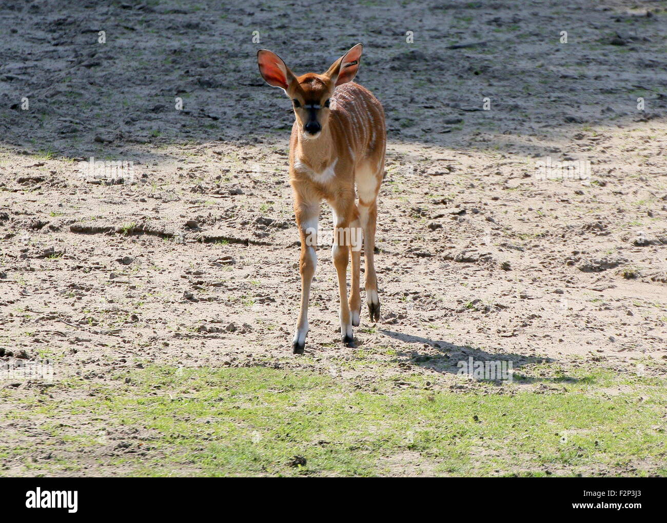 Juvenile South African Nyala Antelope (Tragelaphus angasii, Nyala ...
