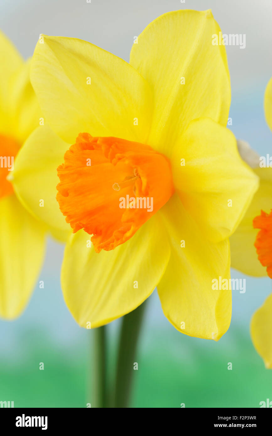 Narcissus 'Red Devon' Daffodil Division 2 Large-cupped March Stock ...