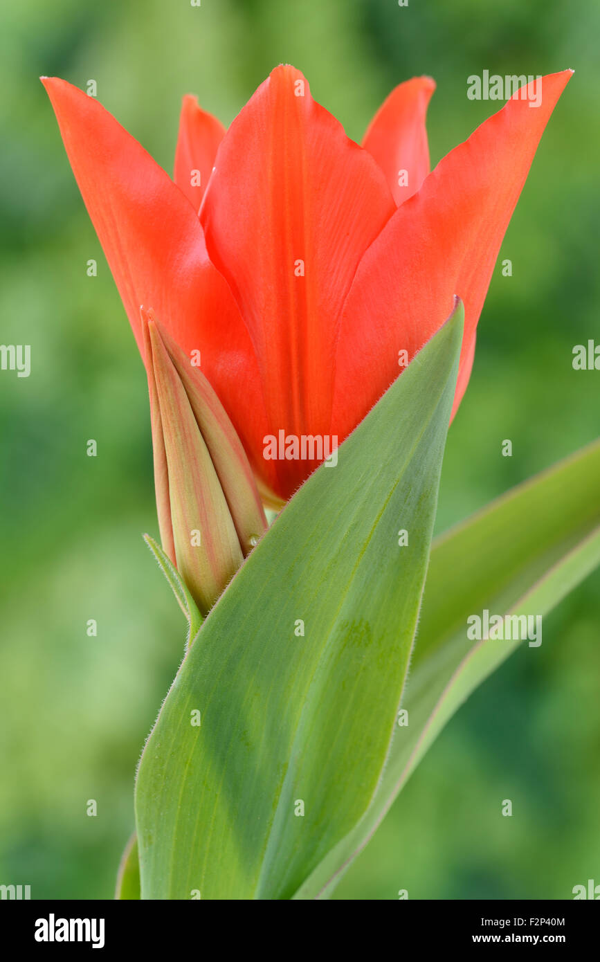 Van tubergens variety hi-res stock photography and images - Alamy