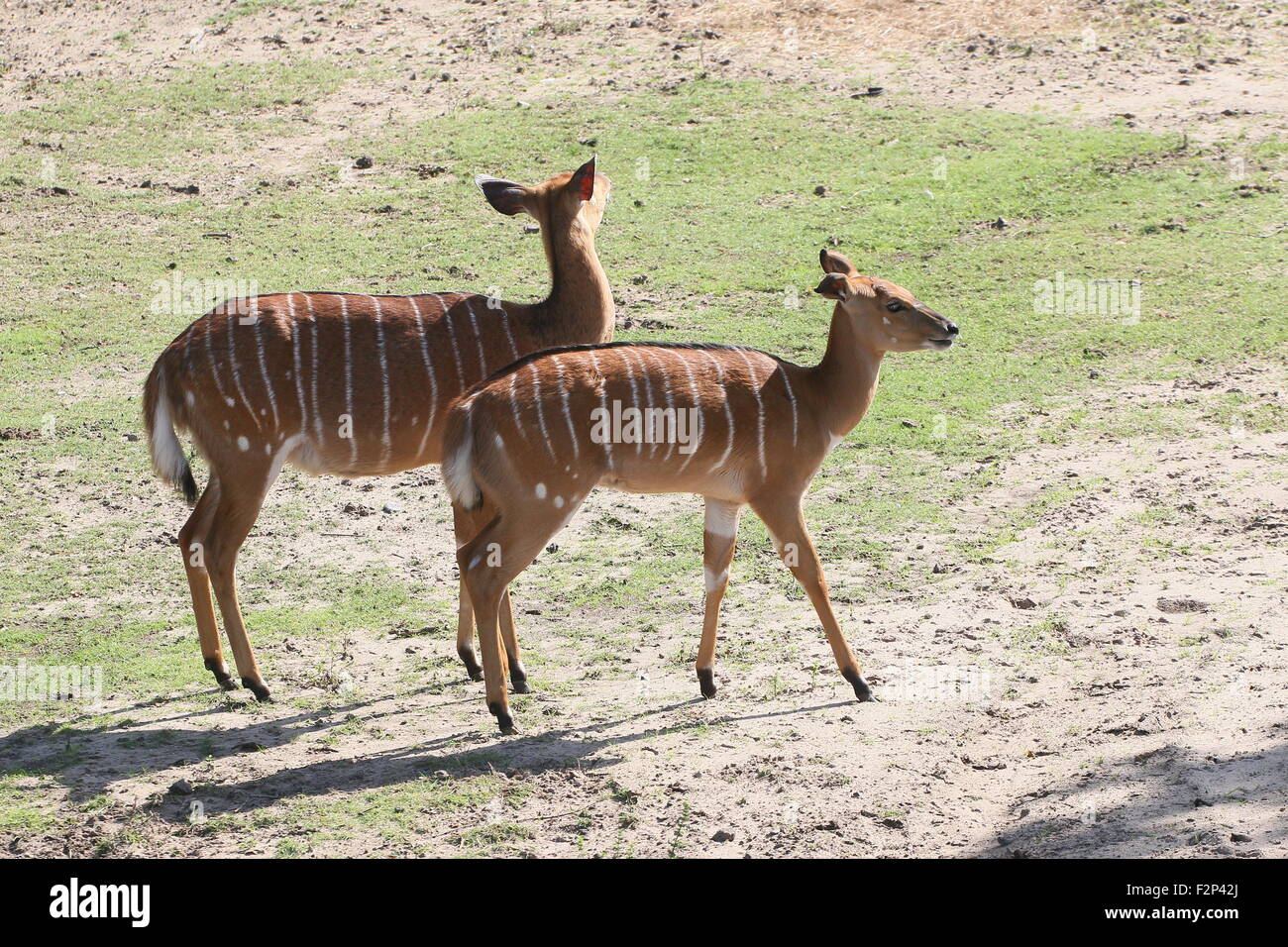 Pair of female South African Nyala Antelopes (Tragelaphus angasii ...