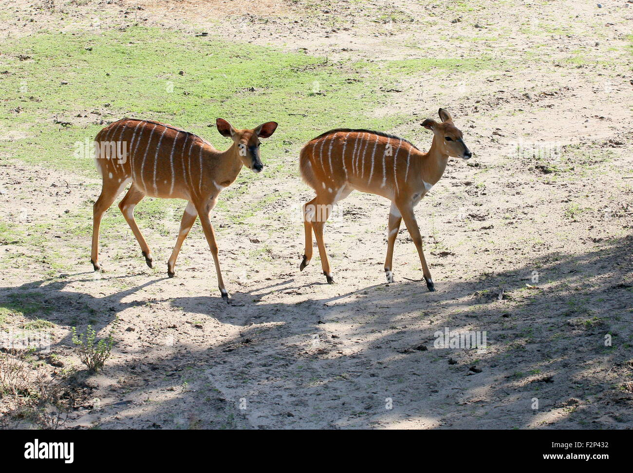 Pair of female South African Nyala Antelopes (Tragelaphus angasii ...