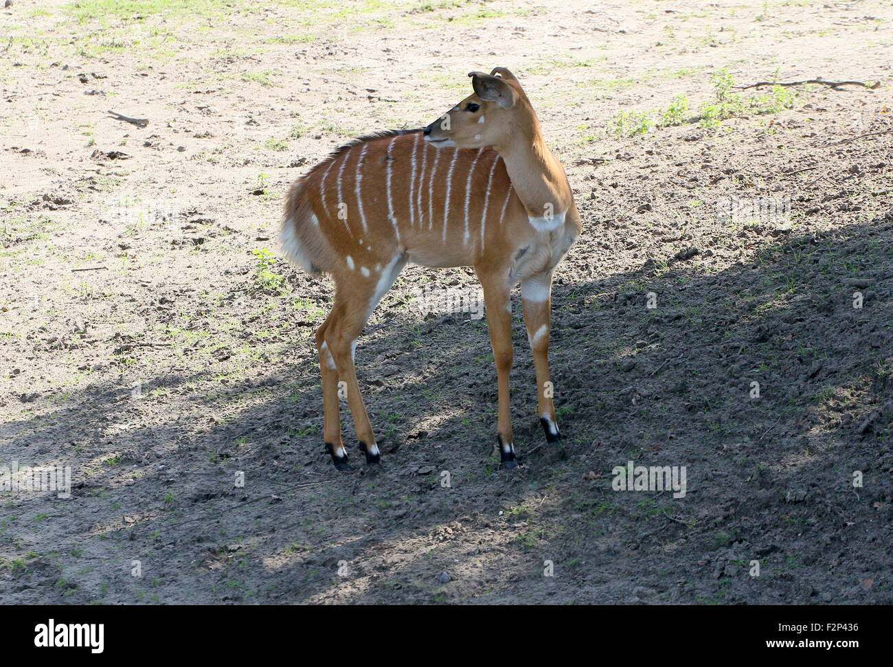 Female nyala inyala tragelaphus angasii hi-res stock photography and ...
