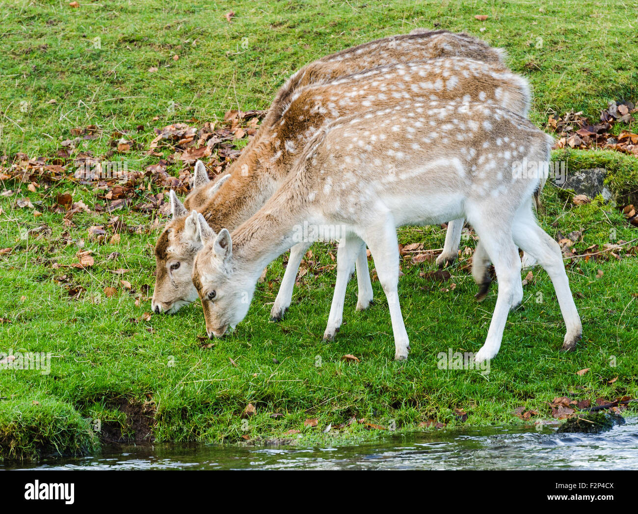Three deer eating grass Stock Photo - Alamy