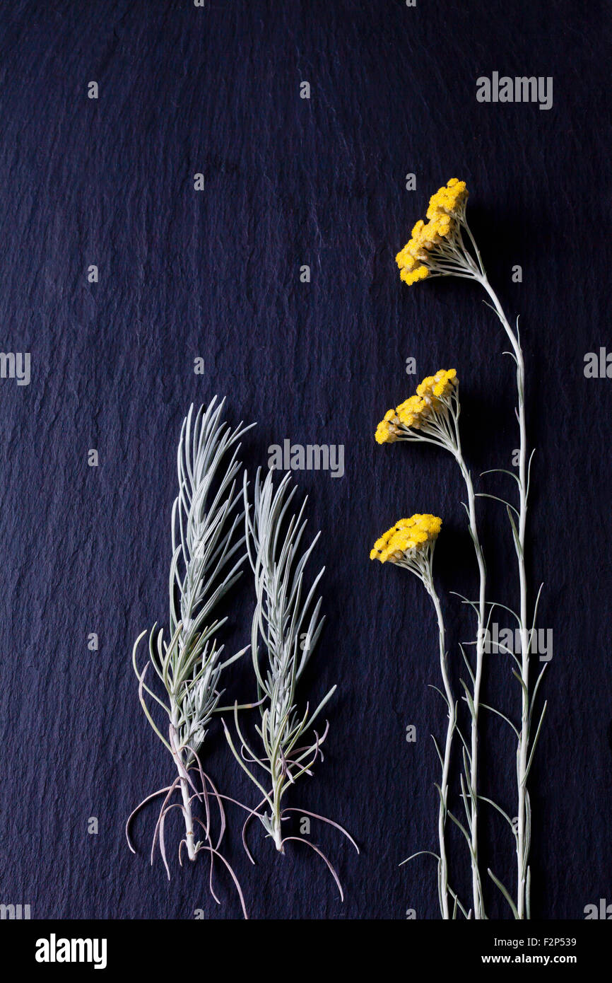 Italian Everlasting on slate Stock Photo - Alamy