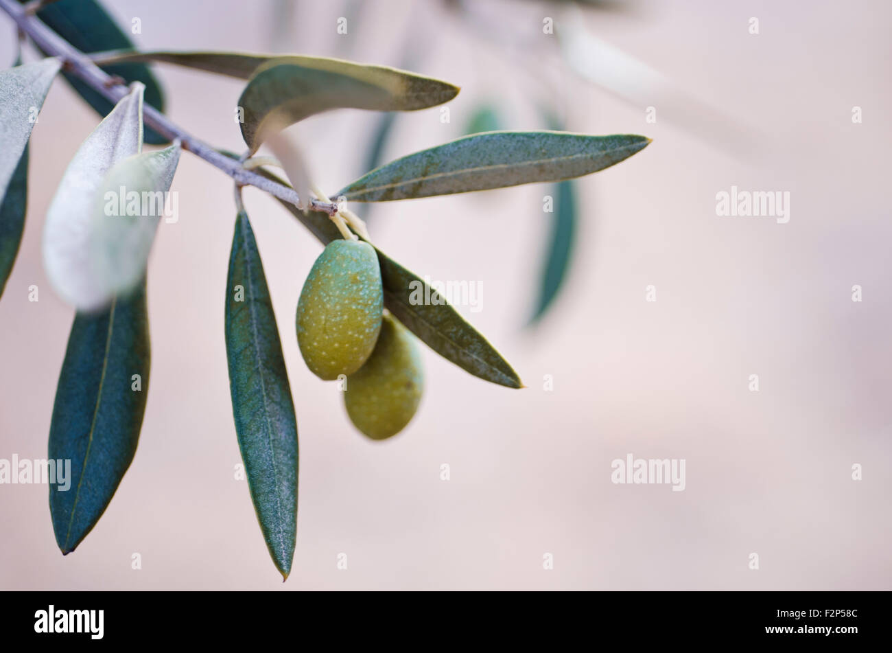 Foca photography hi-res stock photography and images - Alamy