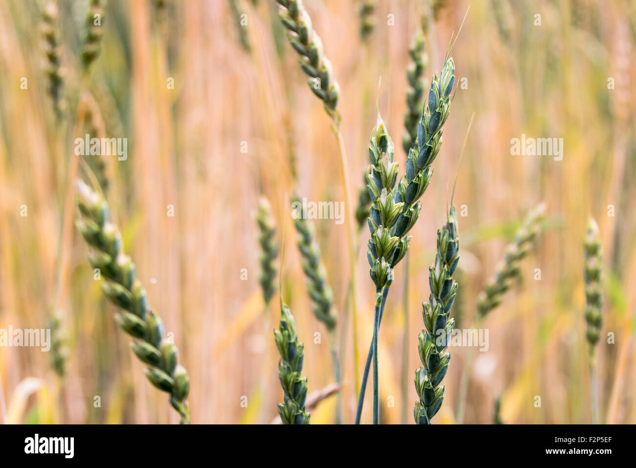 Spelt field, spelt, spikes Stock Photo - Alamy