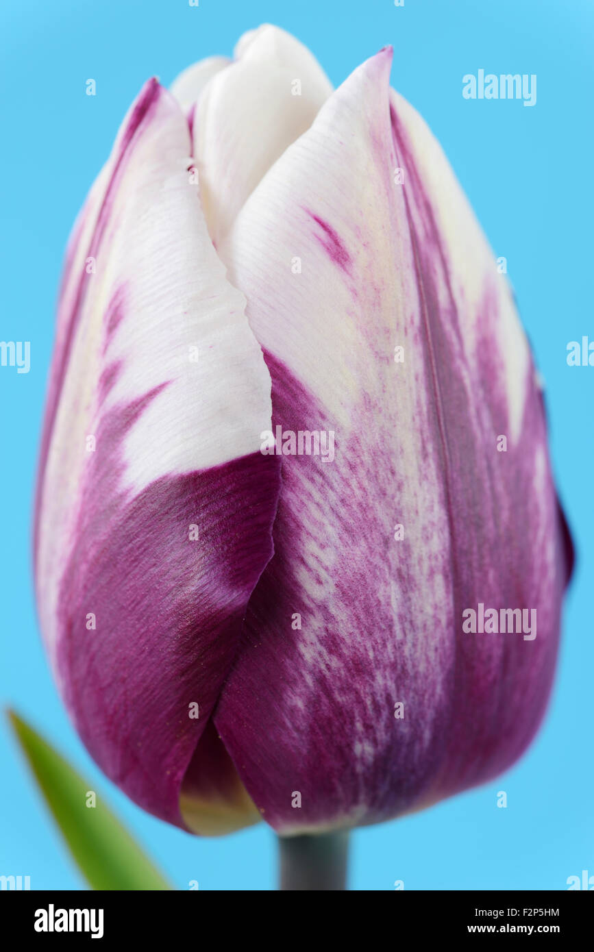 Tulip zurel hi-res stock photography and images - Alamy