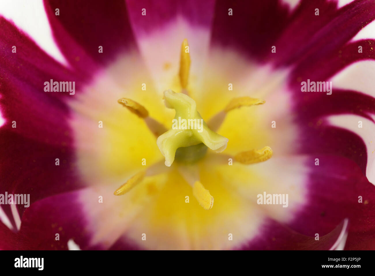 Tulipa triumph zurel hi-res stock photography and images - Alamy