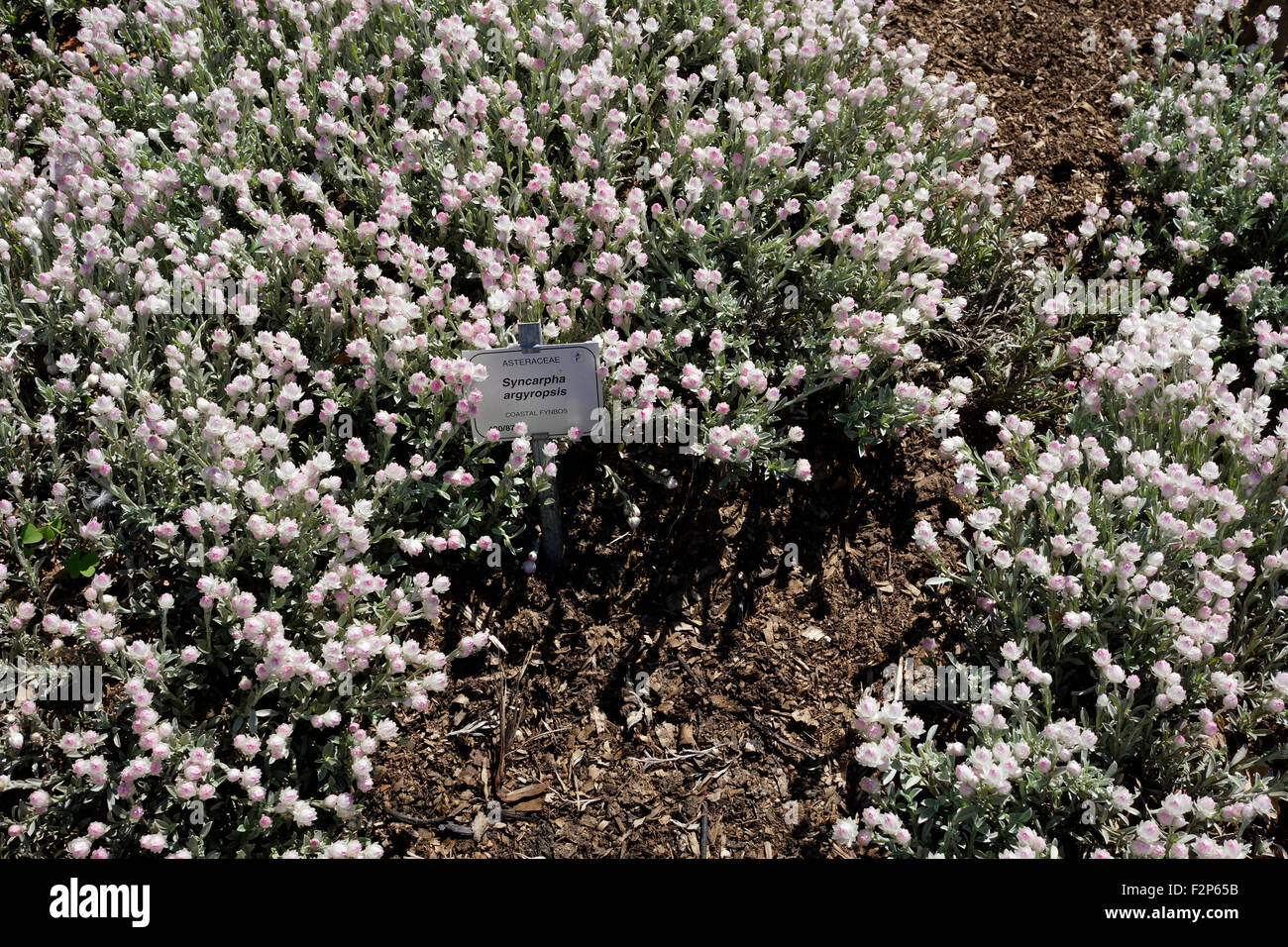 Syncarpha argyropsis ( white everlasting, witsewejaartjie ...