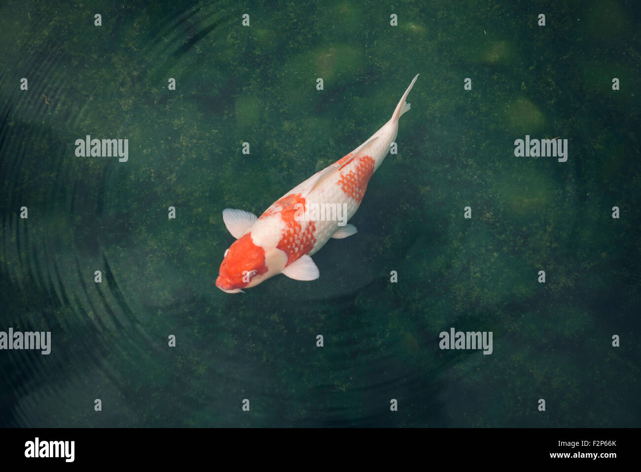 Koi in japan hi-res stock photography and images - Alamy