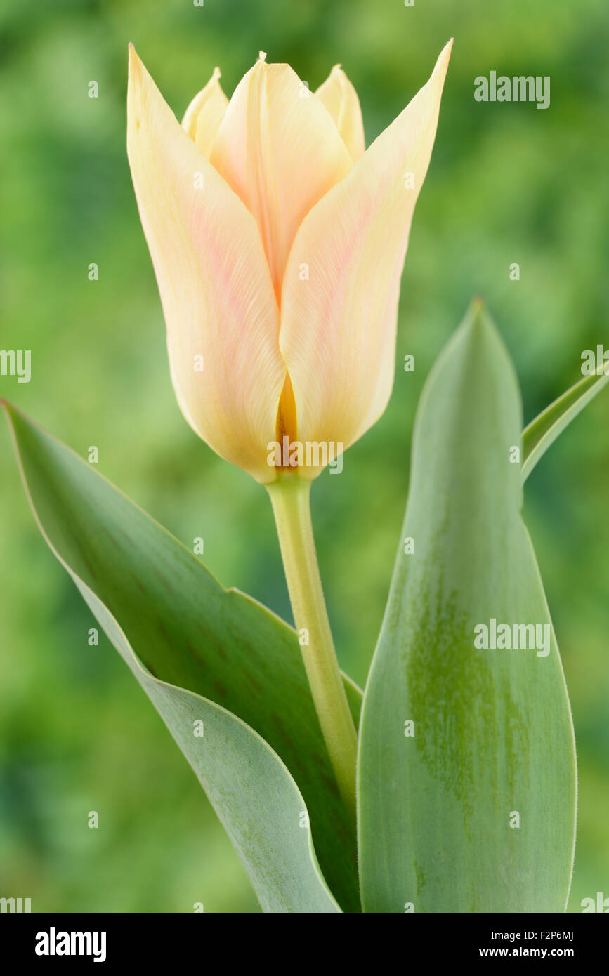 Fur elise tulip hi-res stock photography and images - Alamy