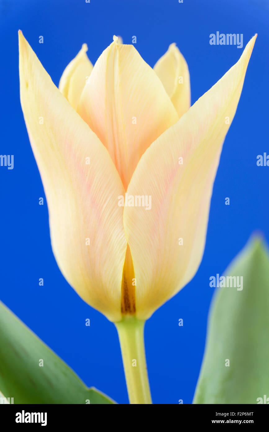 Tulipa 'Fur Elise' Tulip Greigii Group April Stock Photo - Alamy