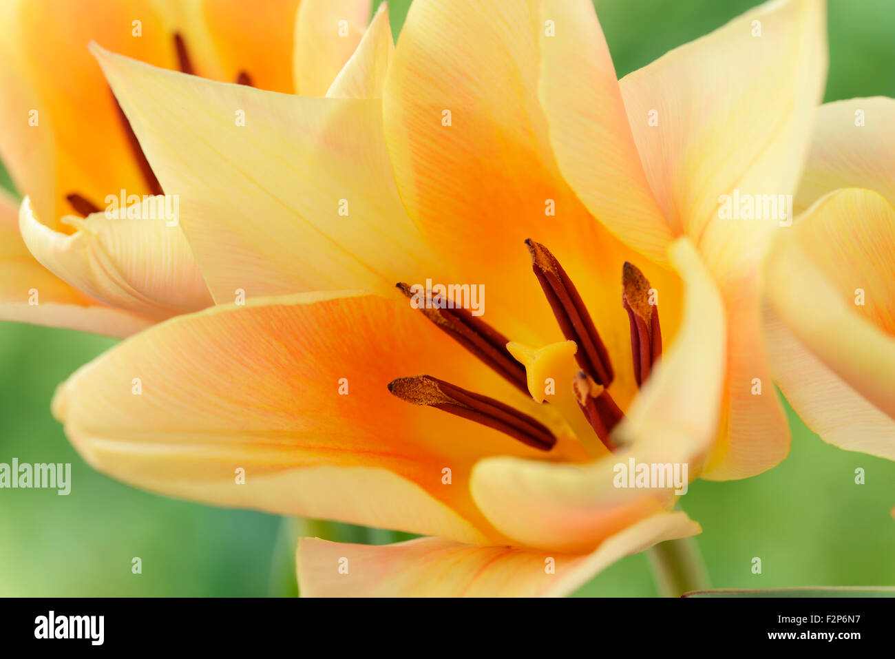 Fur elise tulip hi-res stock photography and images - Alamy