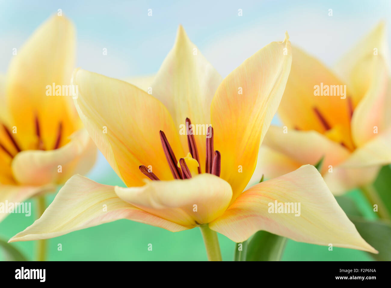 Fur elise tulip hi-res stock photography and images - Alamy