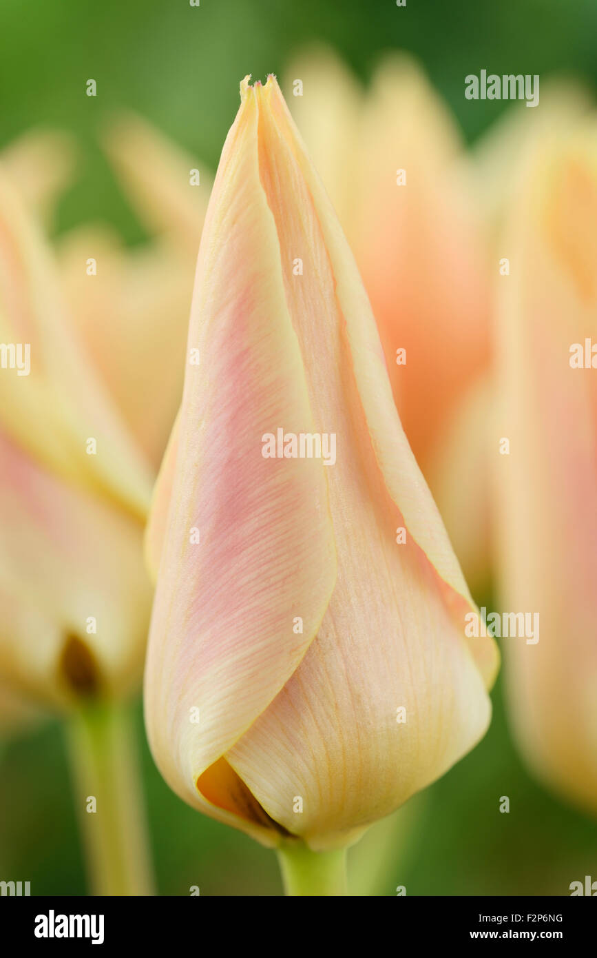 Tulipa fur elise tulip greigii hi-res stock photography and images - Alamy