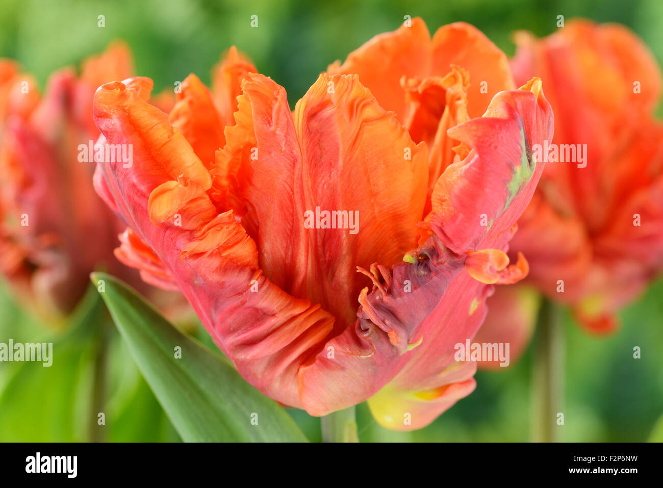 Parrot tulip hi-res stock photography and images - Alamy