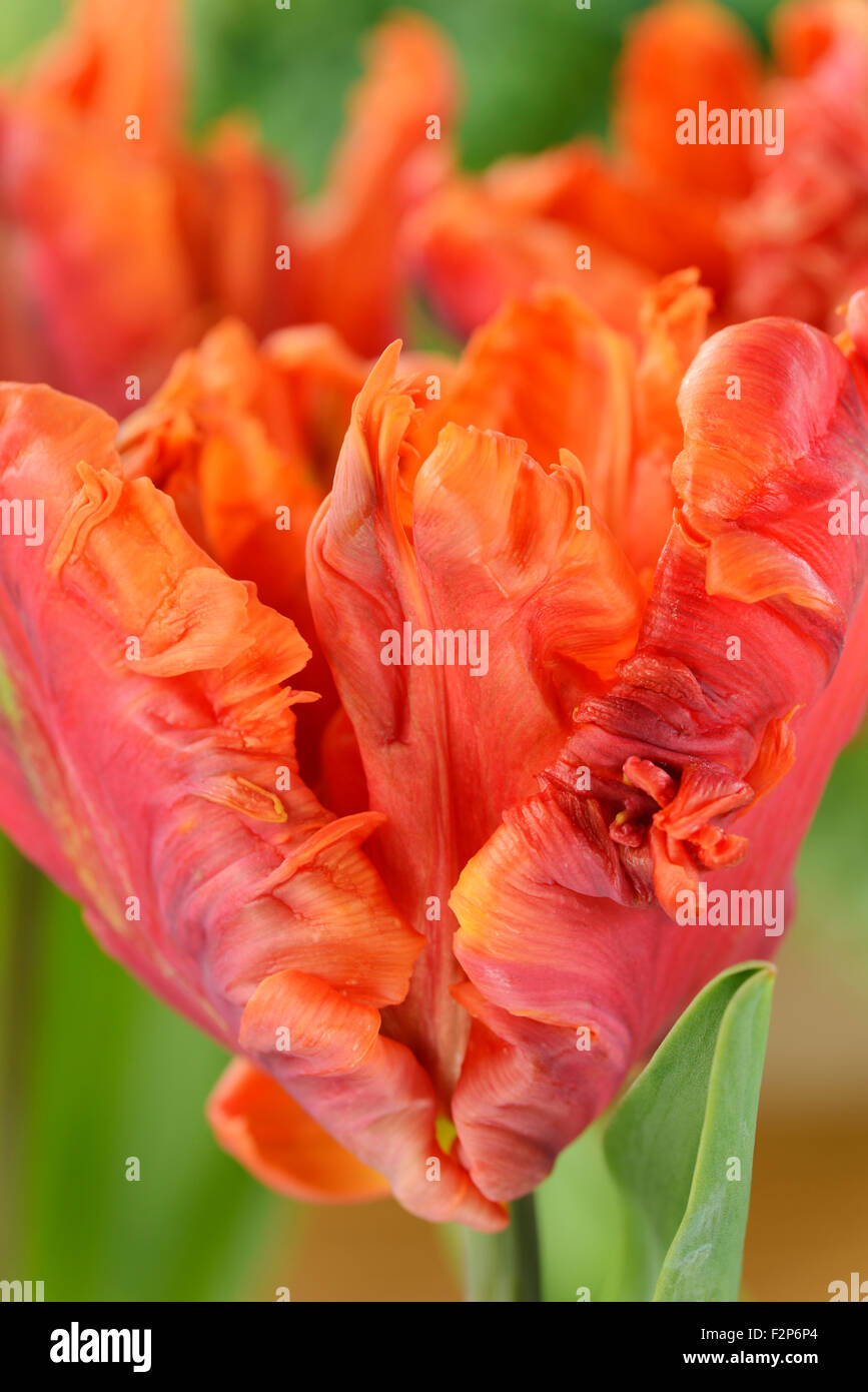 Parrot tulip hi-res stock photography and images - Alamy