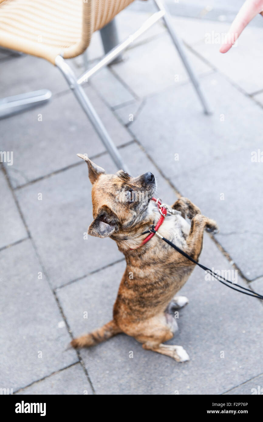 Little dog begging Stock Photo - Alamy