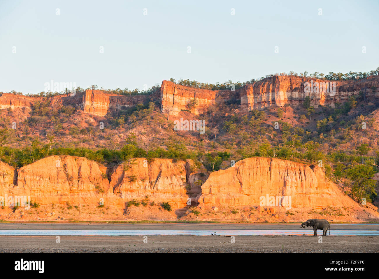Zimbabwe, Masvingo, Gonarezhou National Park, African elephant in front ...
