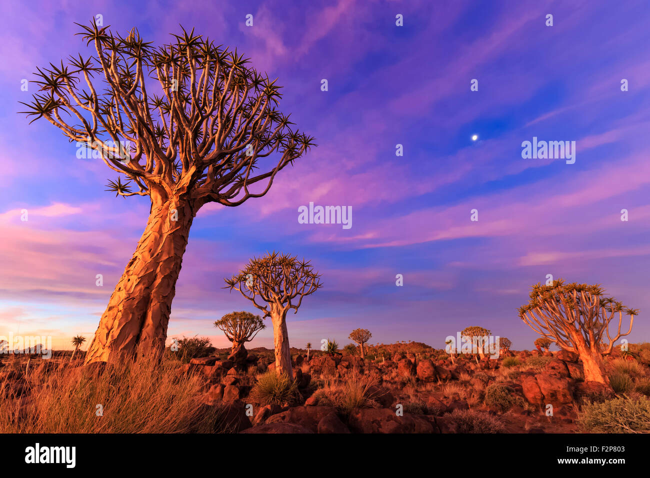 Sunset quiver tree namibia hi-res stock photography and images - Alamy