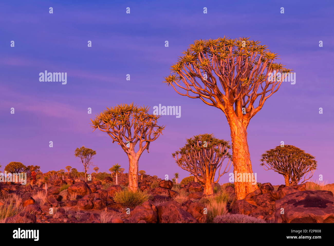 Africa, Namibia, Keetmanshoop, Quiver Tree Forest at sunset Stock Photo ...