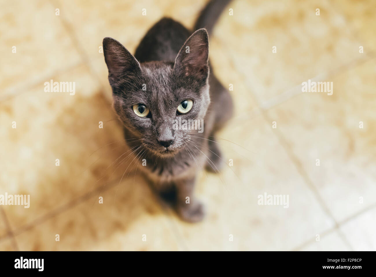 Portrait of Russian Blue Stock Photo - Alamy