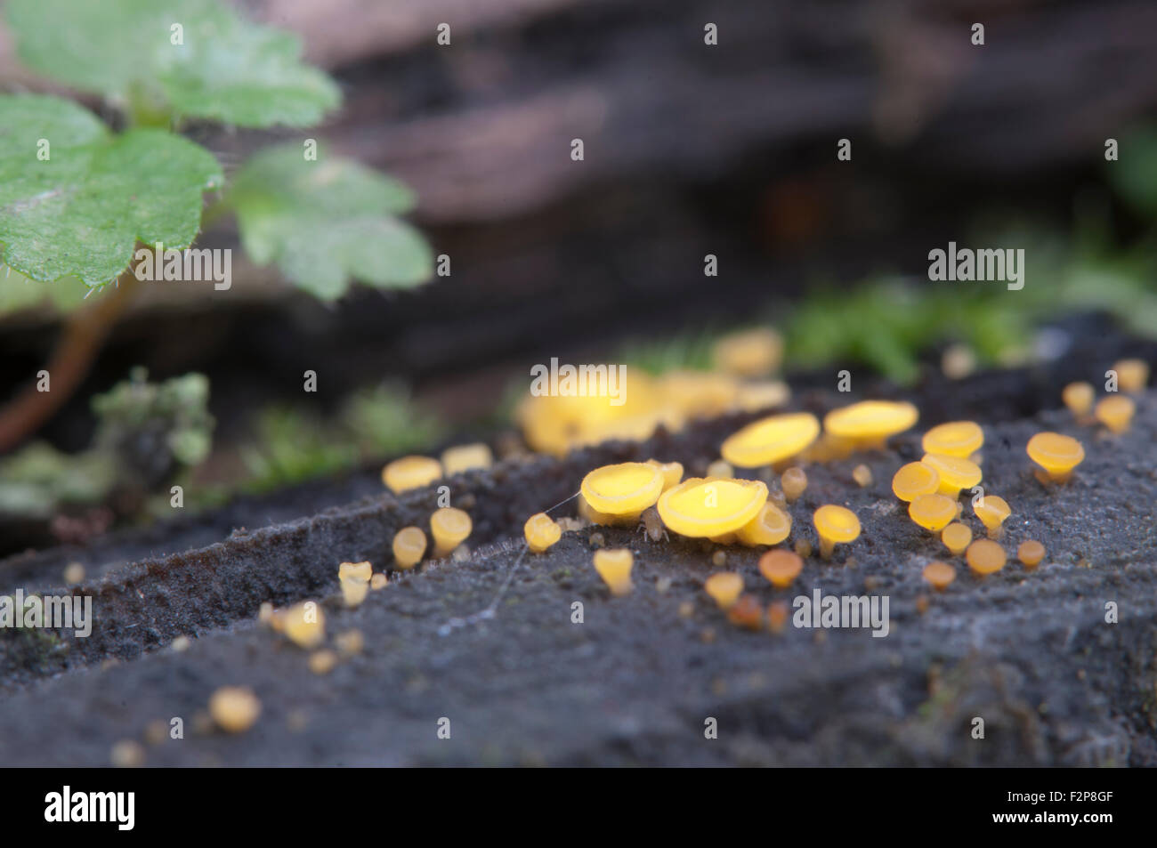Calycella hi-res stock photography and images - Alamy