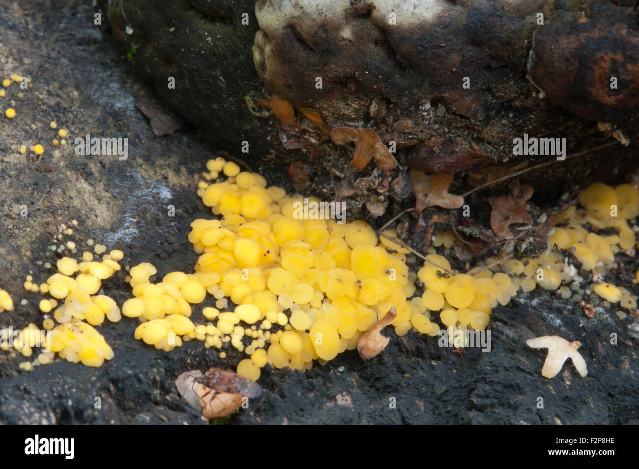Bisporella citrina [Calycella citrina], macro shot, local focus Stock ...