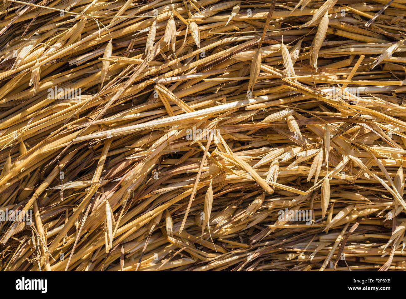 Closeup of fresh hay stack Stock Photo - Alamy