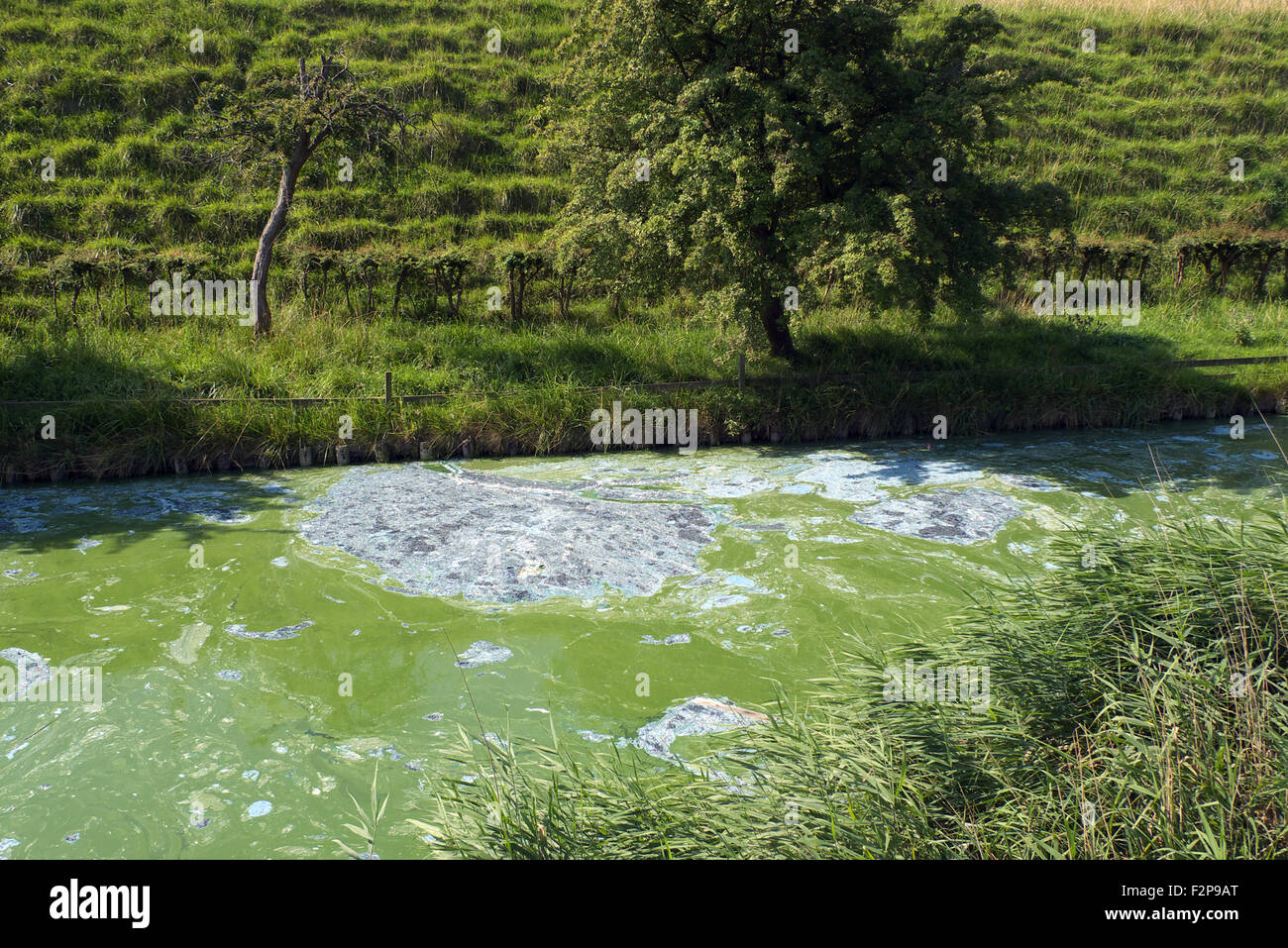 Blue Green Algae High Resolution Stock Photography and Images - Alamy