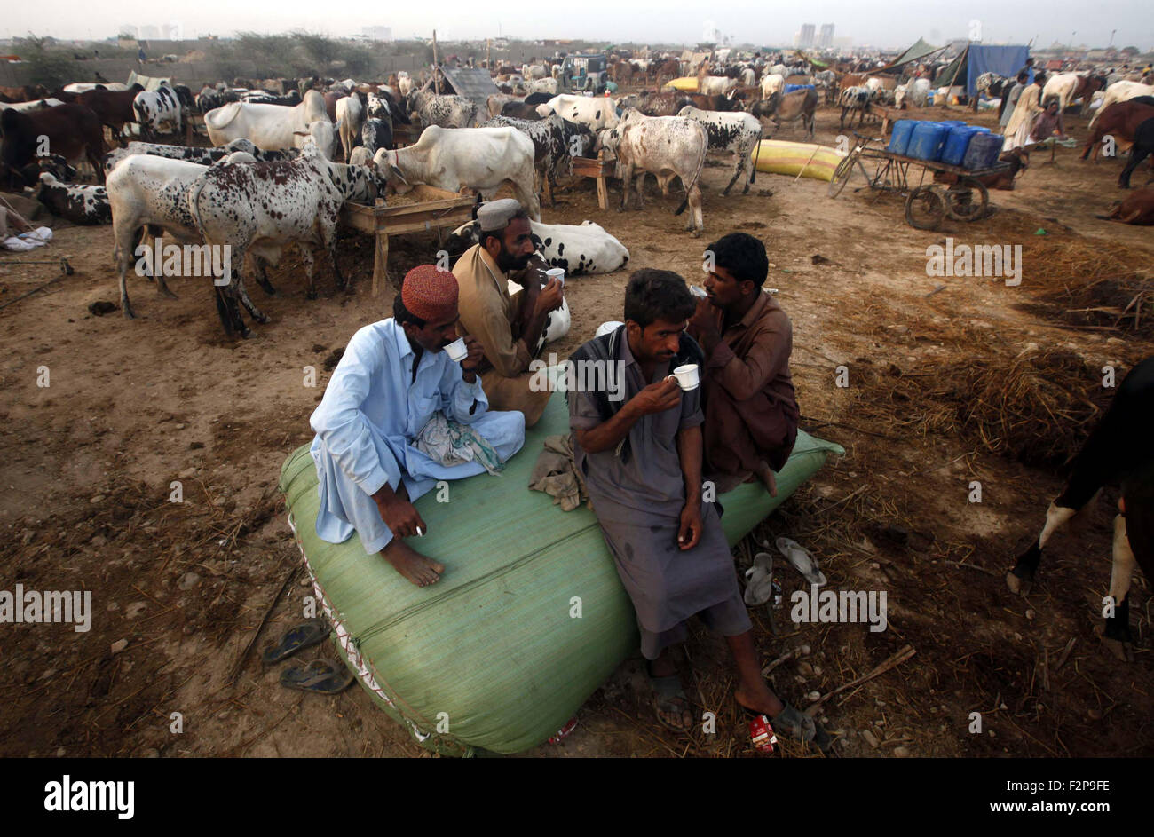 Cattle and goats drink hi-res stock photography and images - Alamy