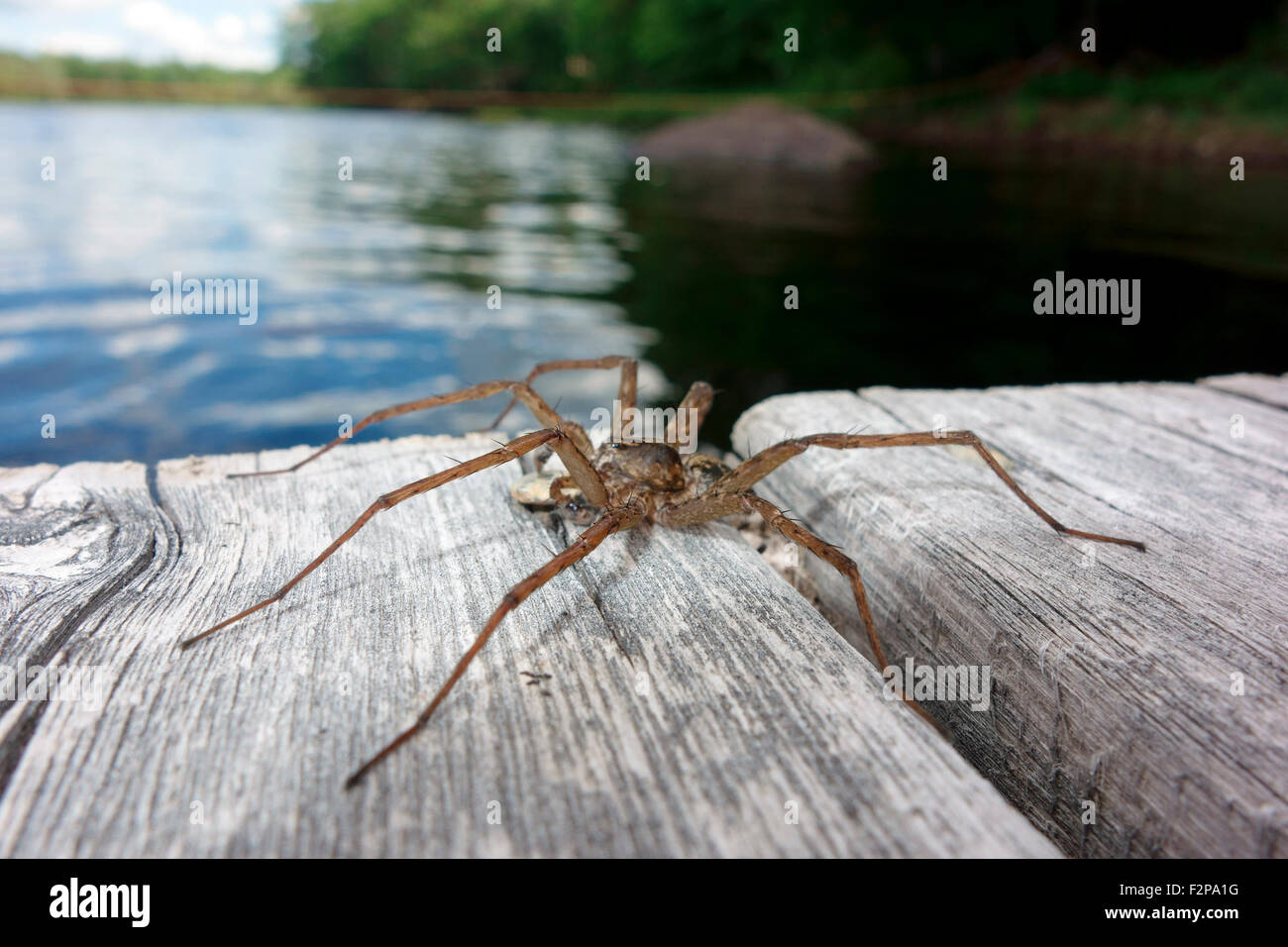 Fishing spiders hi-res stock photography and images - Alamy