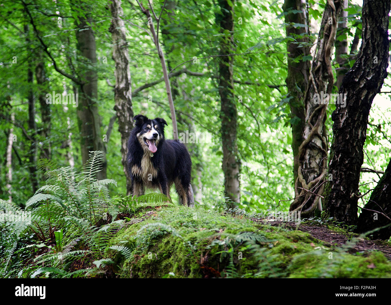 A dog standing in a forest Stock Photo - Alamy