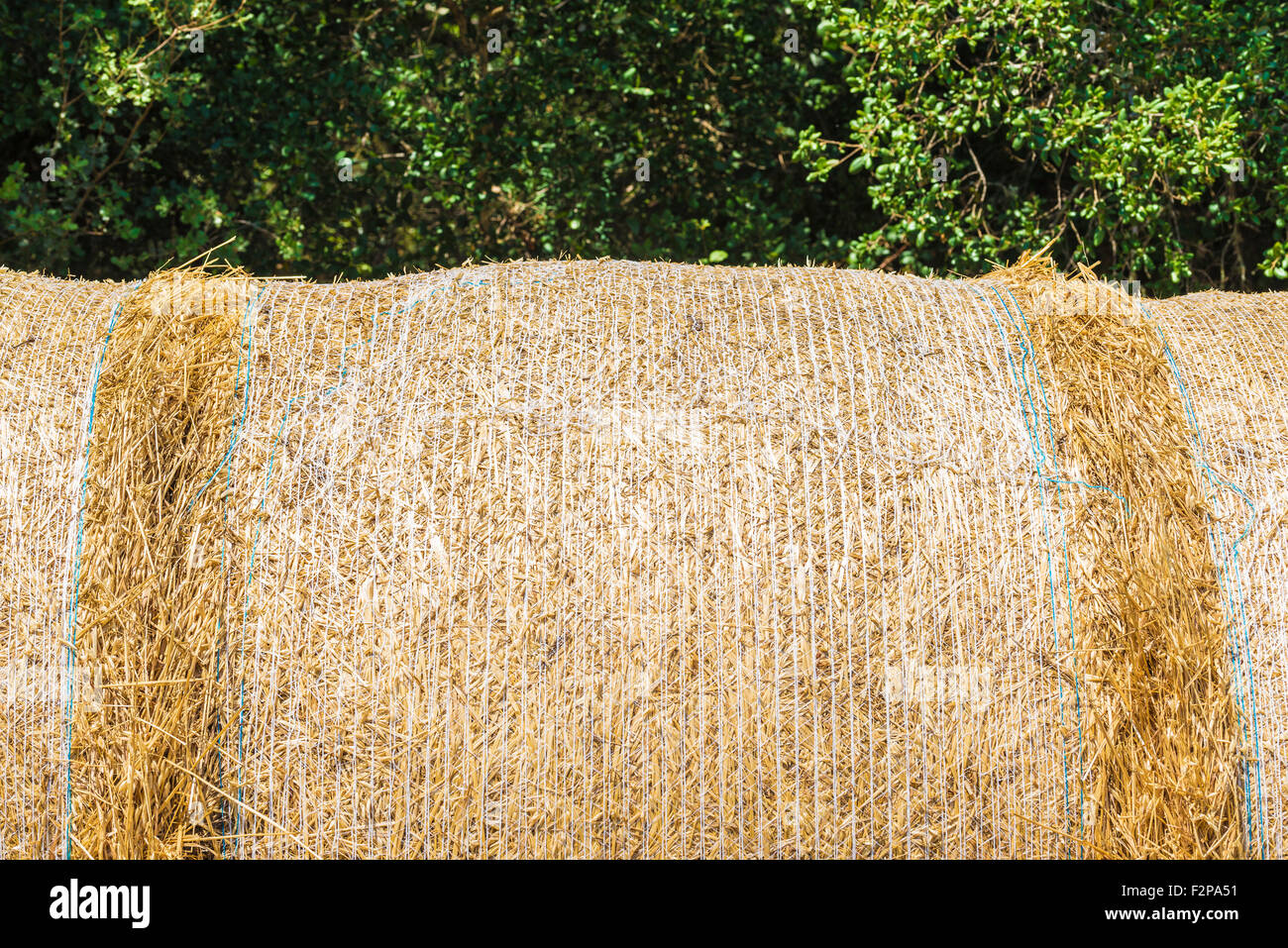 Closeup of hay wrapped by a mesh Stock Photo - Alamy