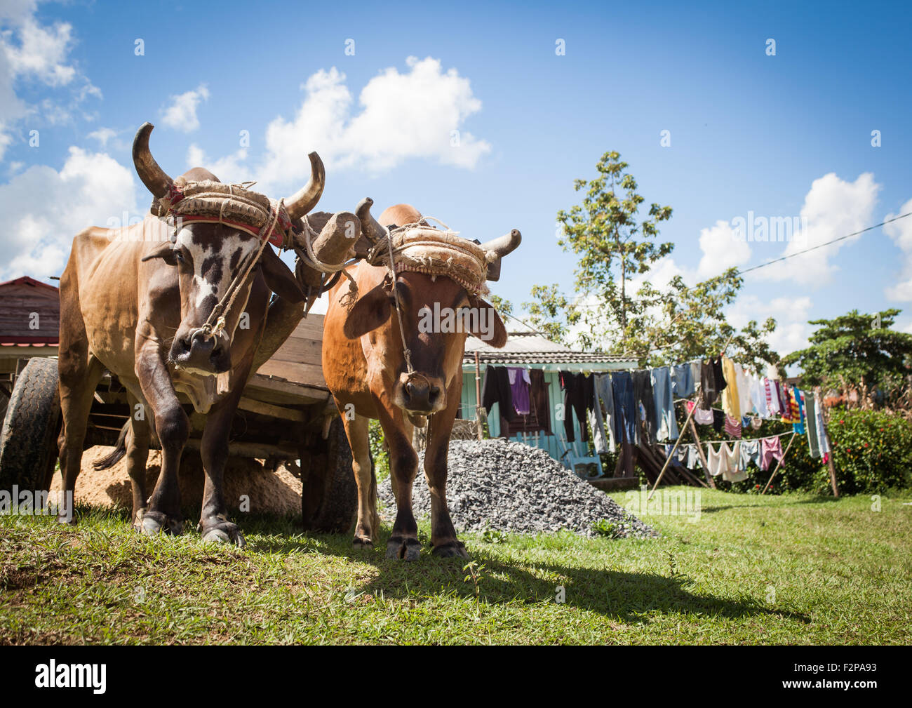 Cuban cattle hi-res stock photography and images - Alamy
